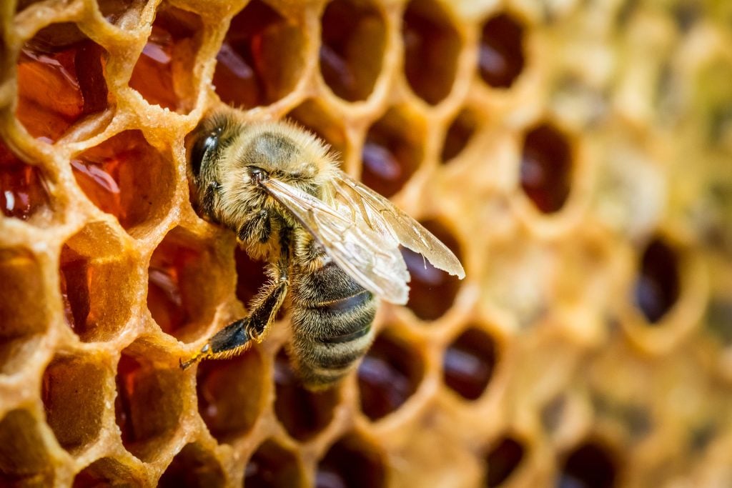 New Bee Species Discovered in Remote Rainforest – Pops Bees